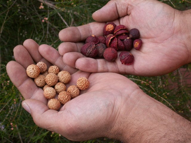 Bush Tomato Akudjura Scones Recipe