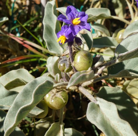 Bush Tomato Akudjura Scones Recipe