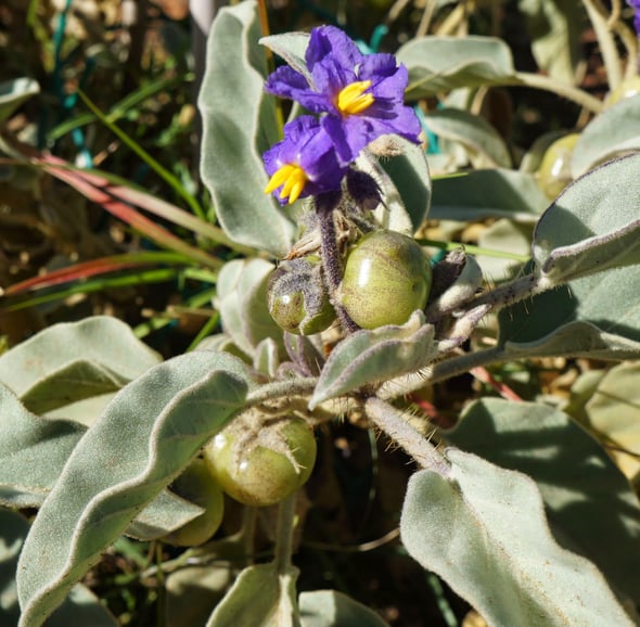 Bush Tomato Akudjura Scones Recipe